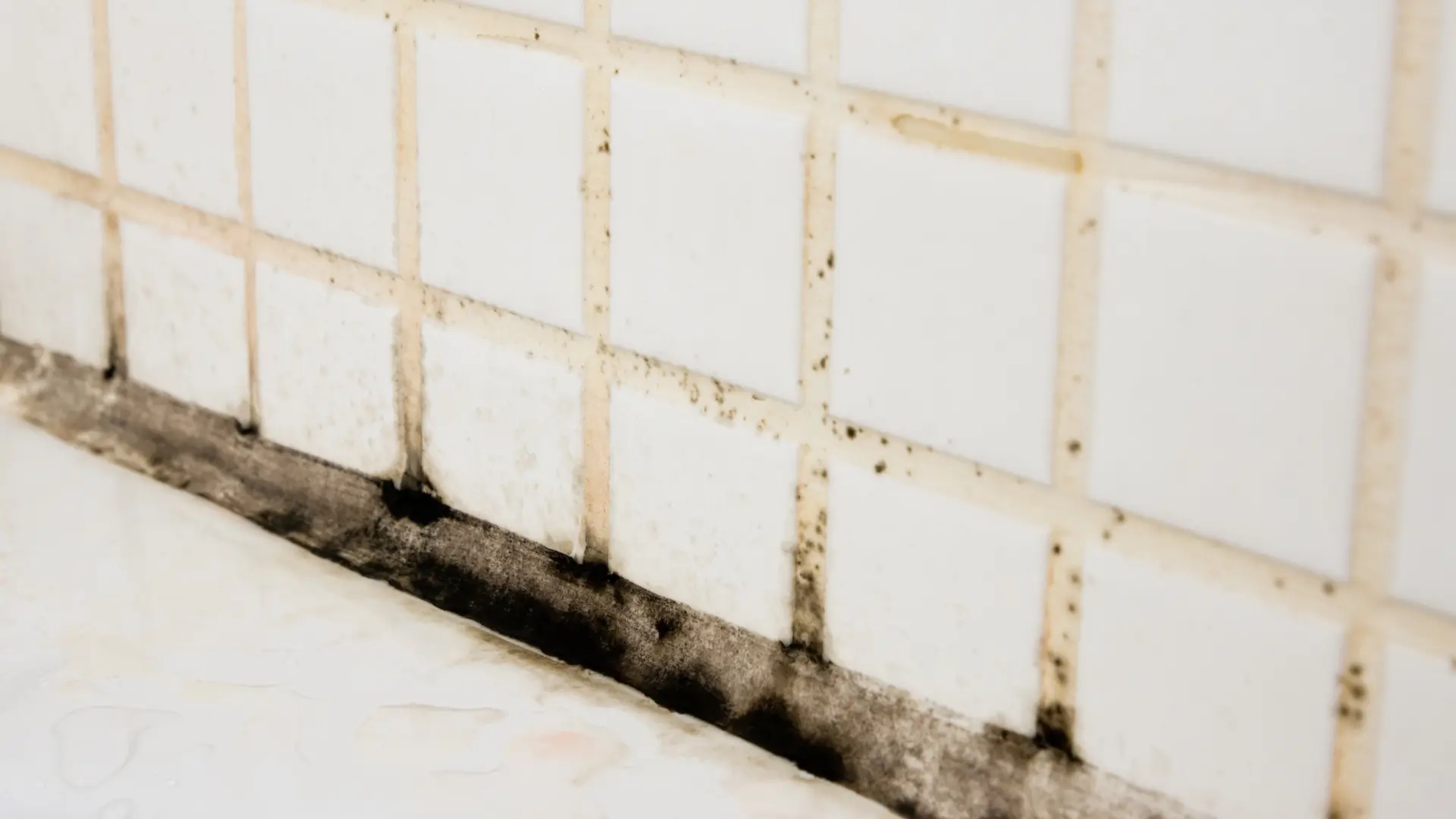 Think Your Space Is Healthy? Mould Might Be Growing Anyway