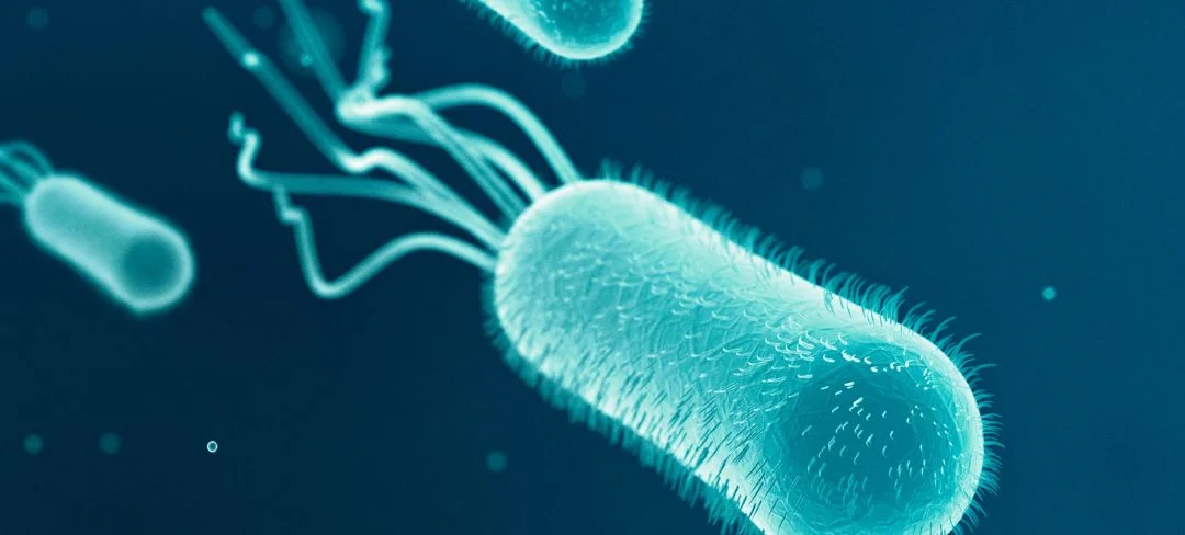 What is Shiga toxin-producing E. coli (STEC) | Initial Hong Kong